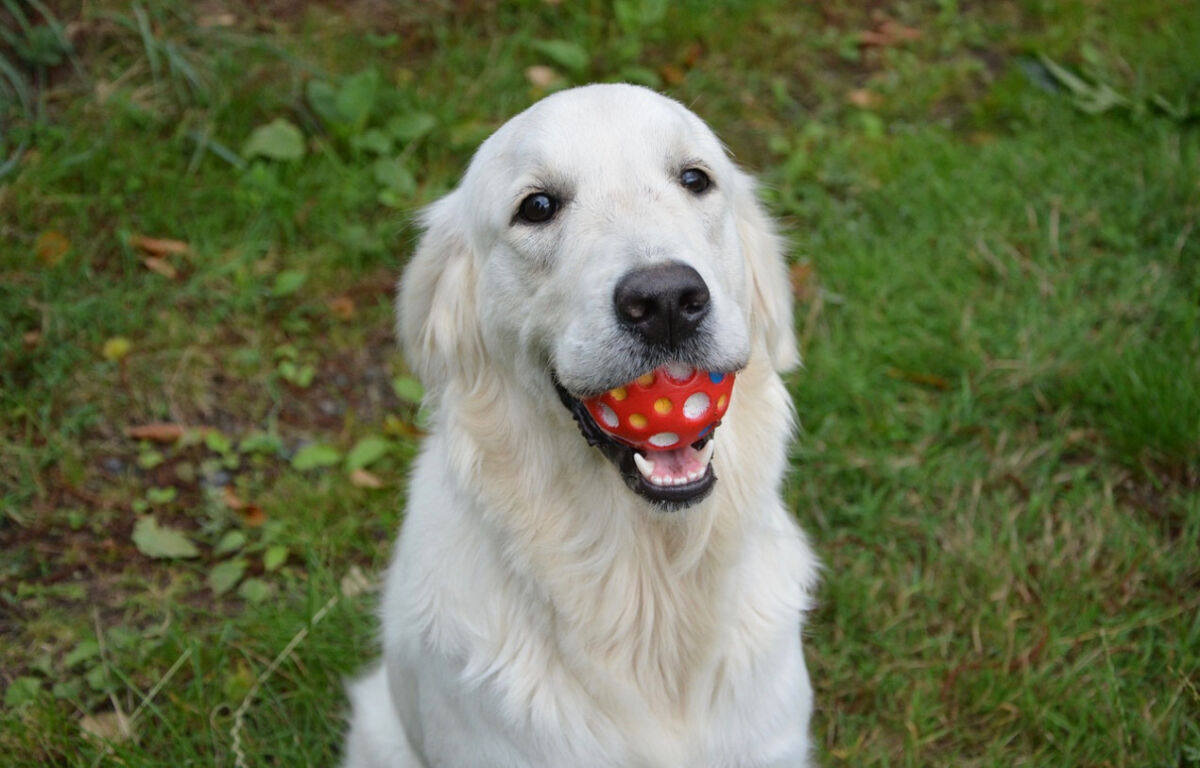 What to Do If Your Pet Swallows a Foreign Object: Step-by-Step Guidance